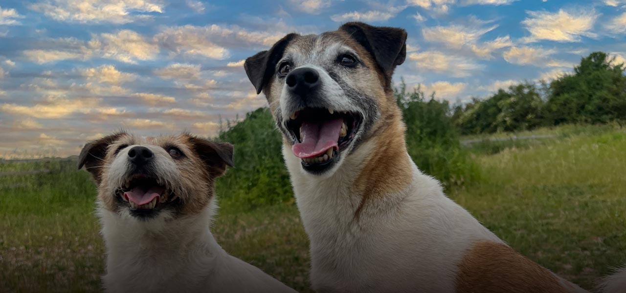 Wellbeing space for dogs - Paw Project